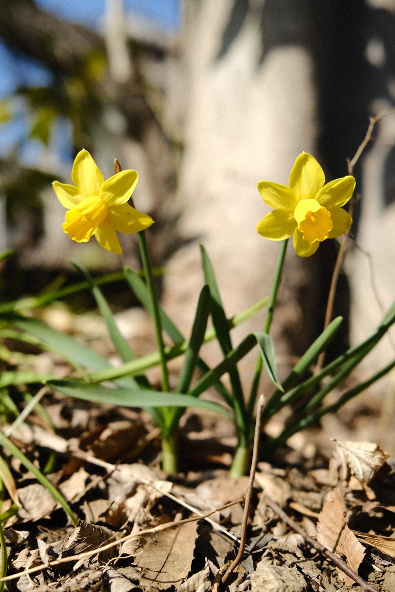 翻訳会社テクノ・プロ・ジャパン | Techno Pro Japan, Inc. | TPJ(@TechnoProJapan) - Twilog