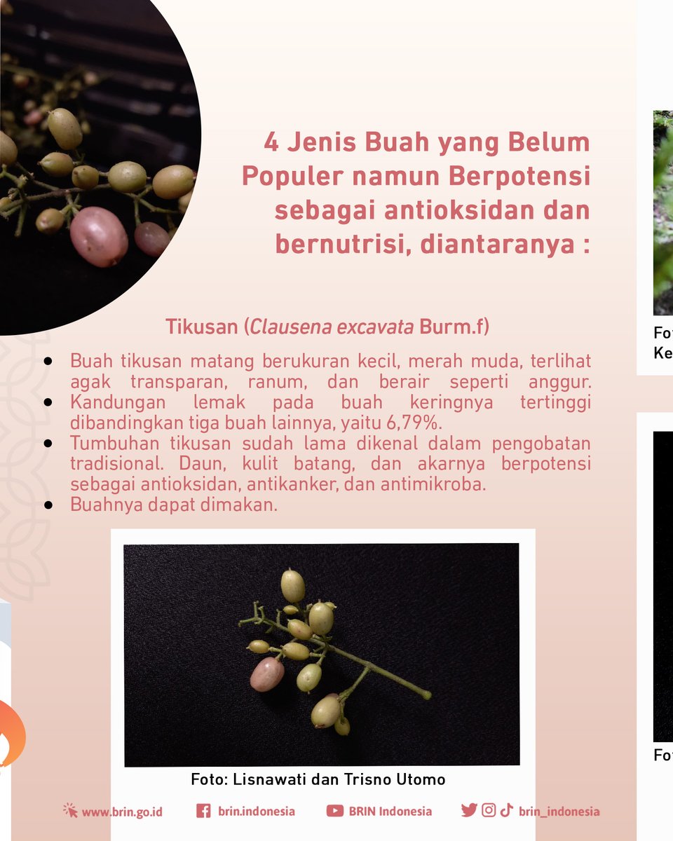 BRIN Indonesia on Twitter: BRIN Indonesia on Twitter: