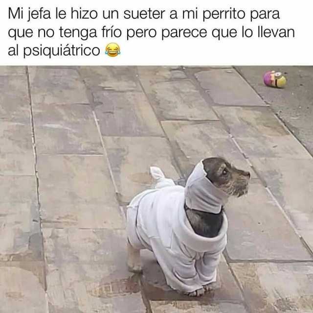 Perro Con Frio Memes