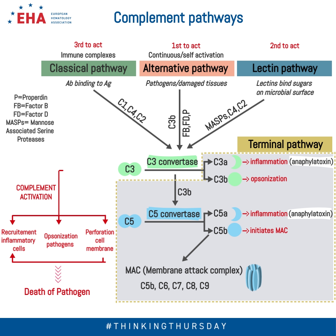 European Hematology Association on Twitter: European Hematology Association on Twitter: