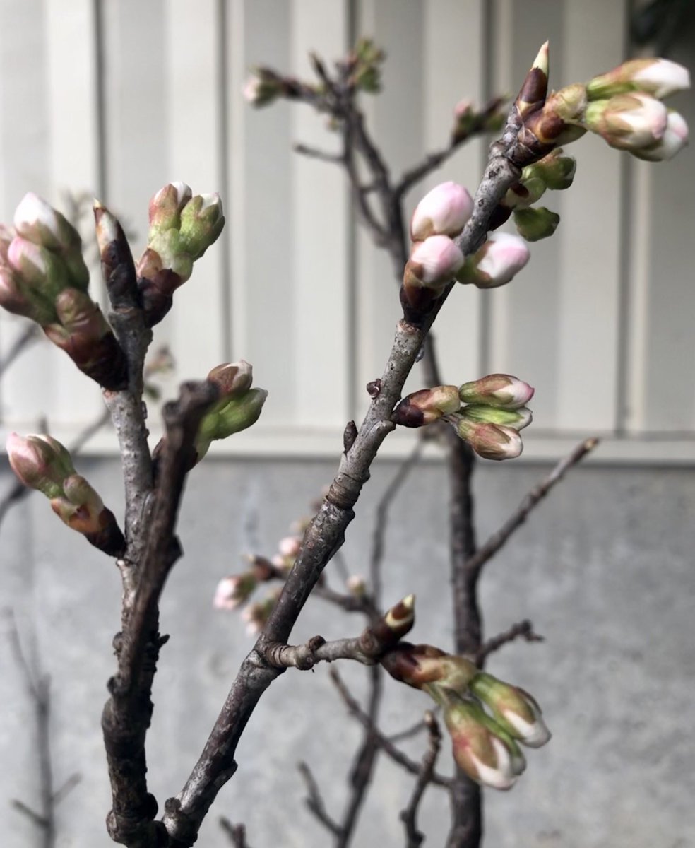 すみれの言葉(@sumire_gingetsu) - Twilog (ツイログ)