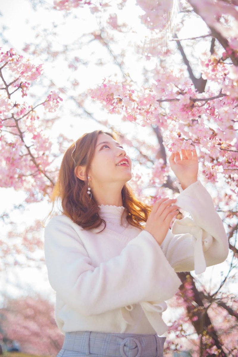 まる【カワコレ関西】 On Twitter 桜の季節 🌸淀の河津桜 🌸photo By Freightstar0930 さん Kawaiicollection カワコレ関西 カワ