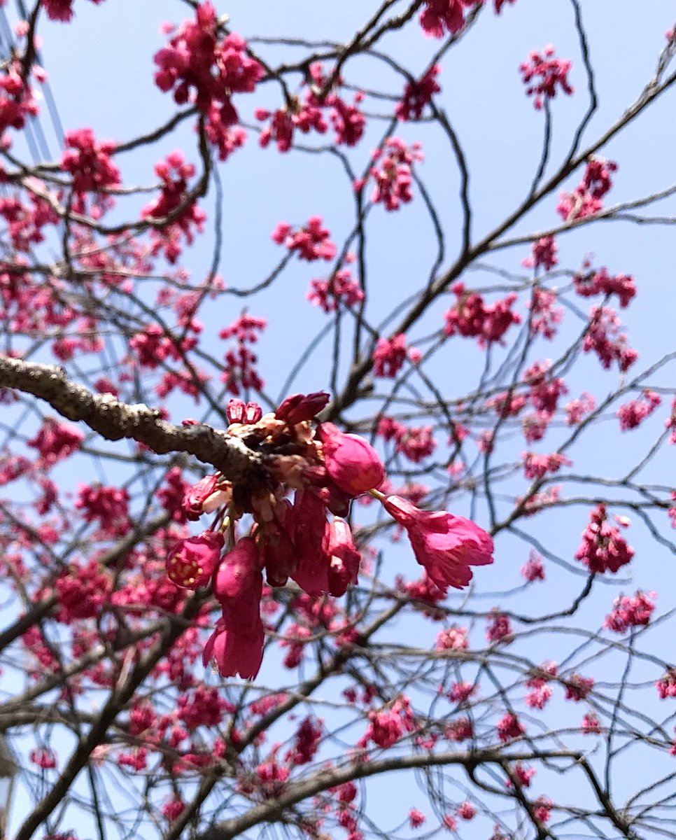 「今日もあったかいから公園ランチしました。 カンヒザクラ(寒緋桜)咲いてますね。 」|em＠BOOTHで書籍販売中のイラスト