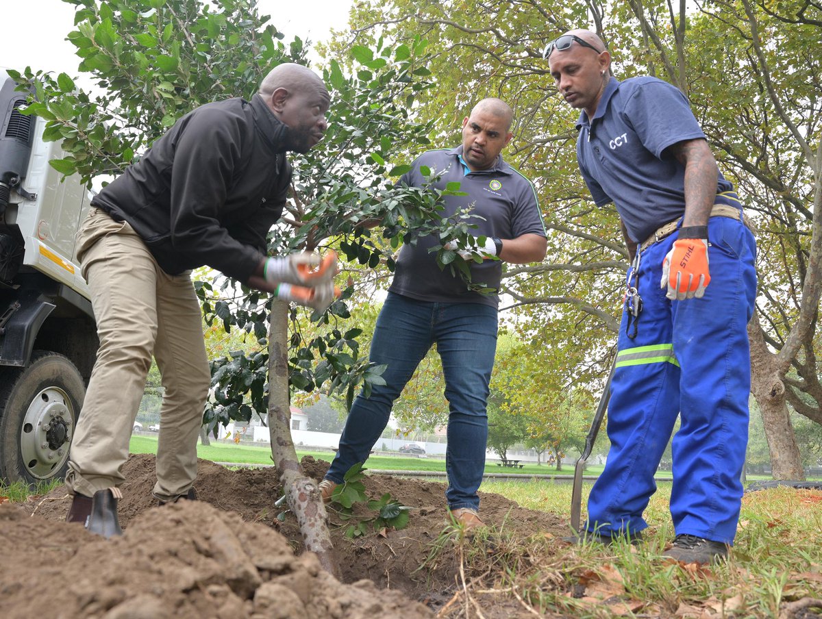 City of Cape Town on Twitter: "The City is calling on residents to participate in tree ...