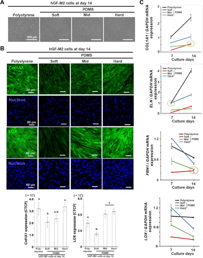 🥼Agingdoc1⭐MD, PhD 🔔 on Twitter: "Substrate stiffness controls proinflammatory responses in ...