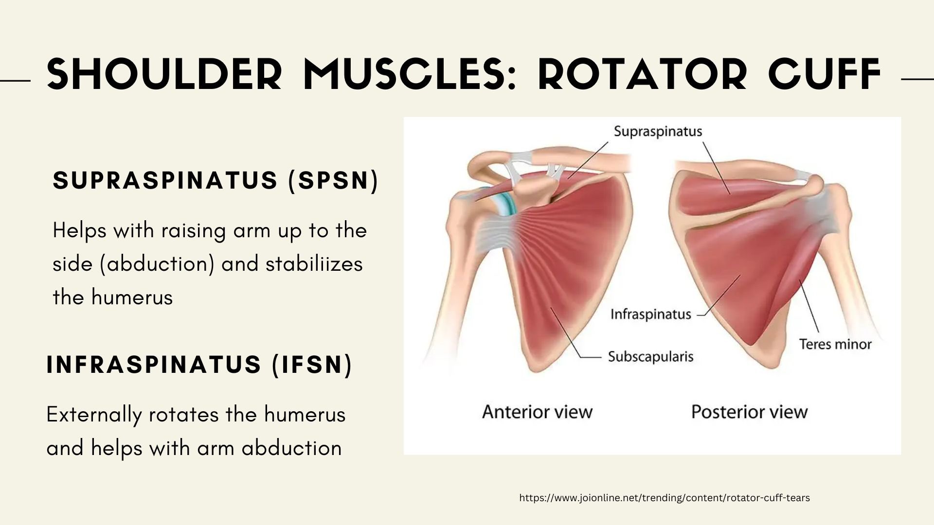 Subscapularis And Infraspinatus