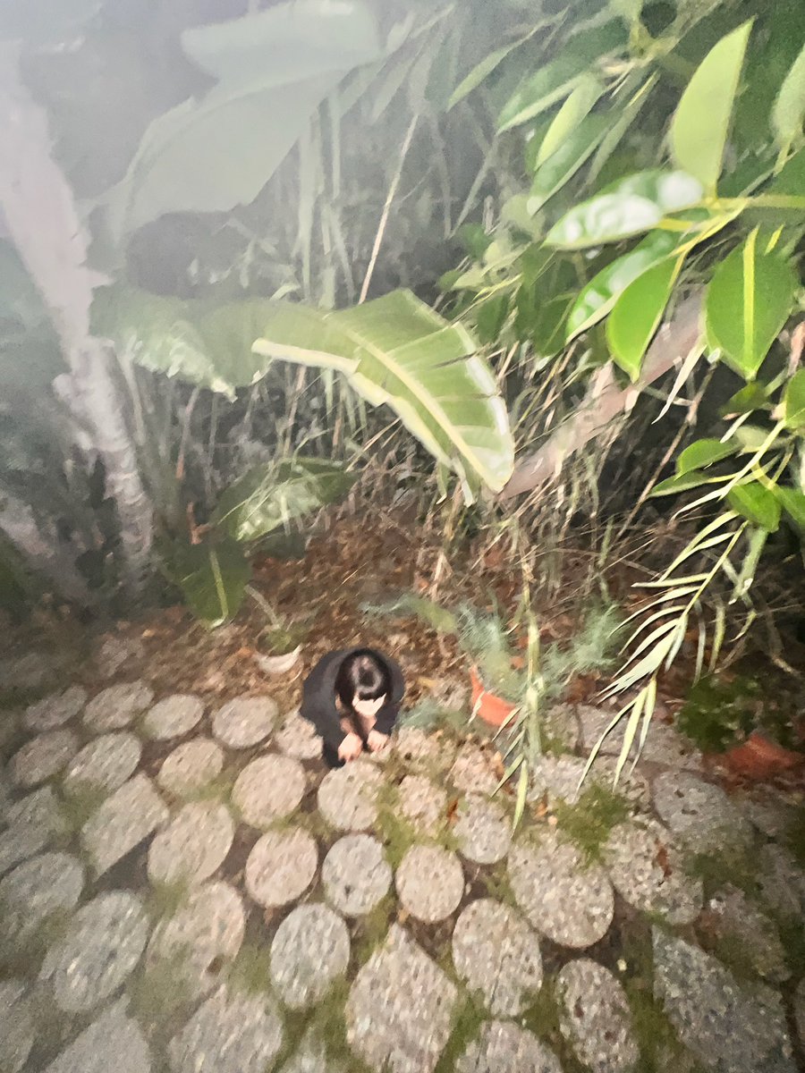 would you still love me if i were the size of an ant lex updog @niceupdog