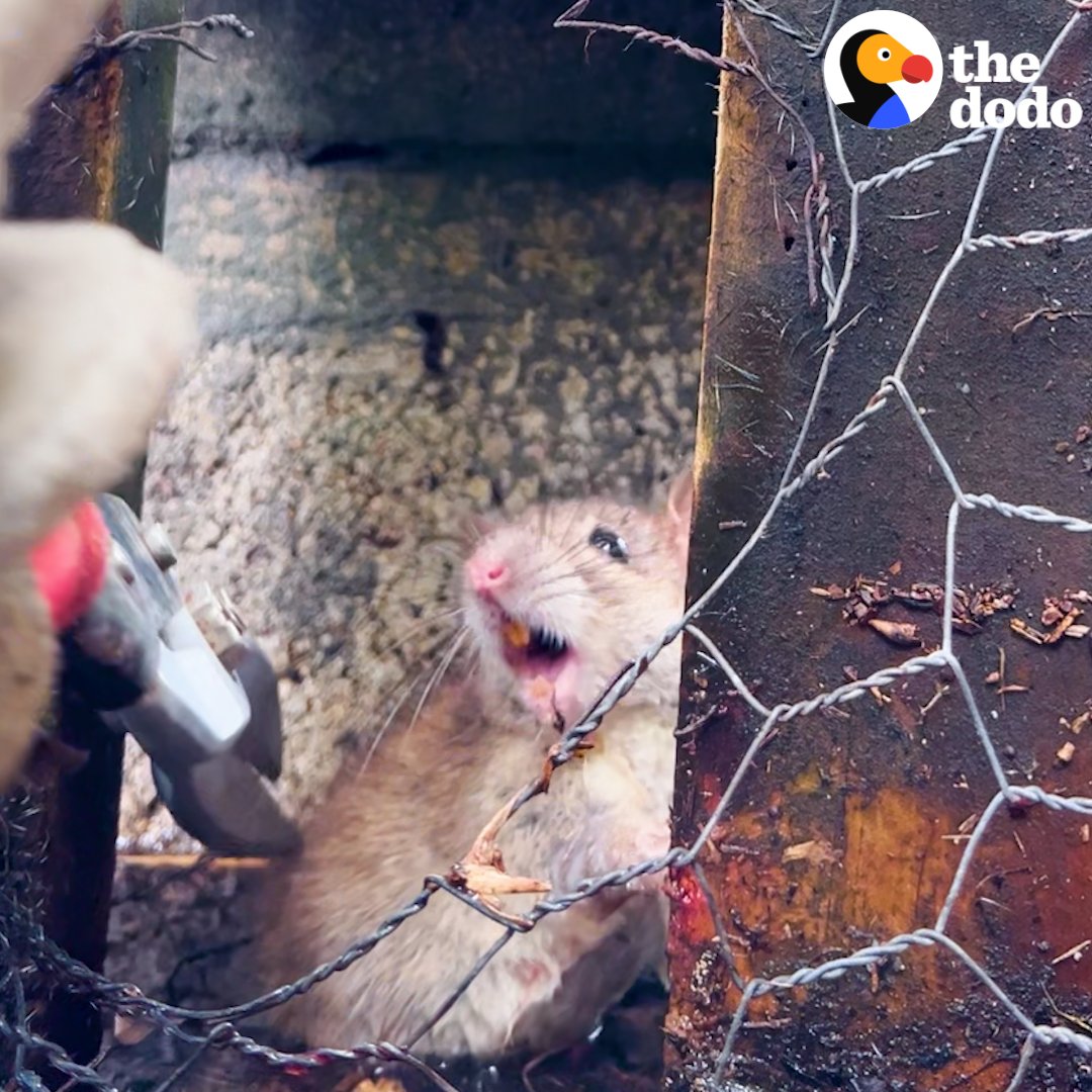 Woman rushes to save a trapped little rat from drowning in a hurricane ...