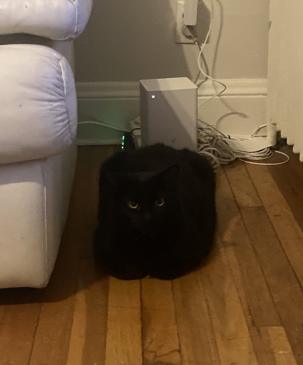 Myrna οΈ On Twitter Rt Willquinnart My Cat Loafed And He Became A Cube