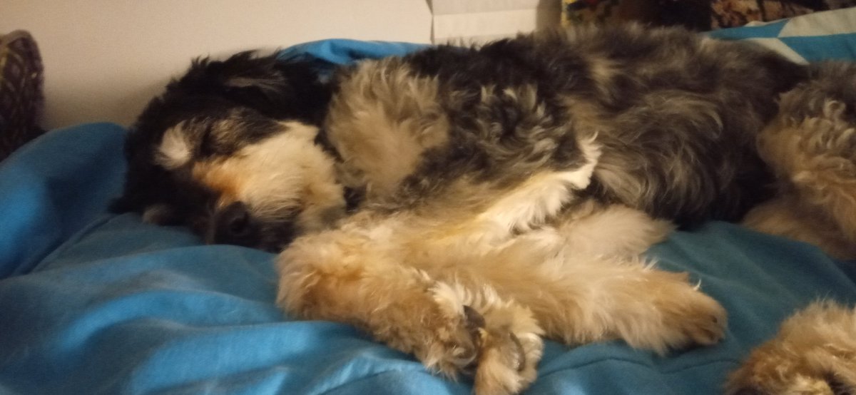 Allex COMMS OPEN on Twitter: "My dogs get all happy when i see them in the morning and they kiss ...