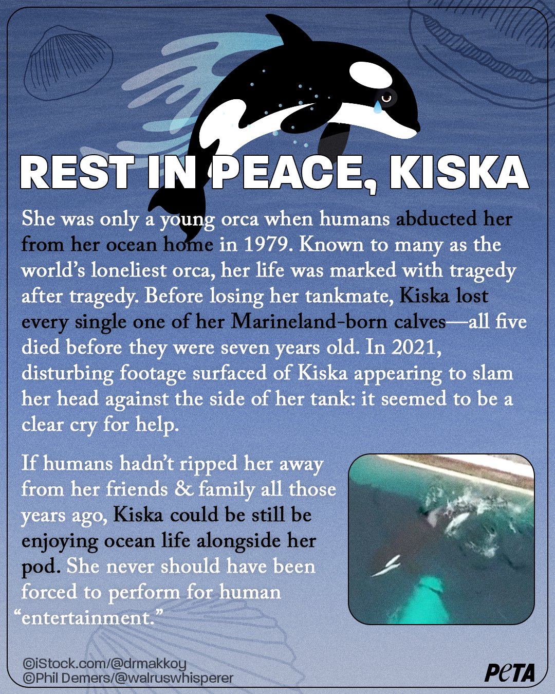 PETA on Twitter: "You deserved so much better, Kiska. We won’t stop fighting for orcas like you ...