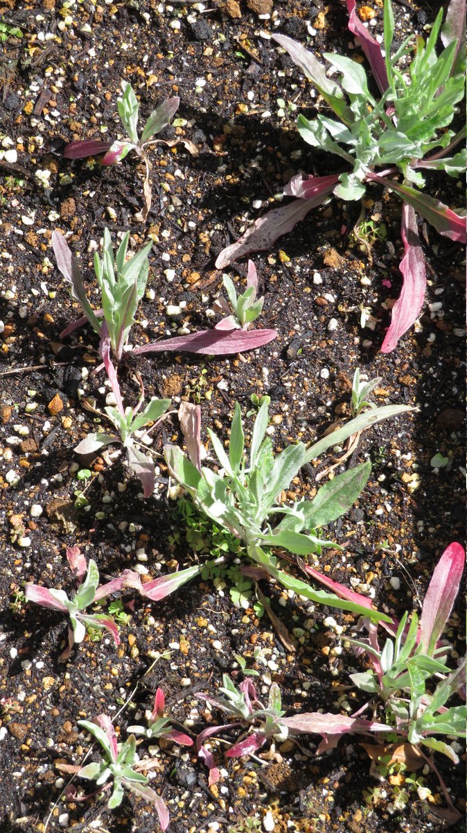 Yumi(@pi_y_mi) - Twilog (ツイログ)