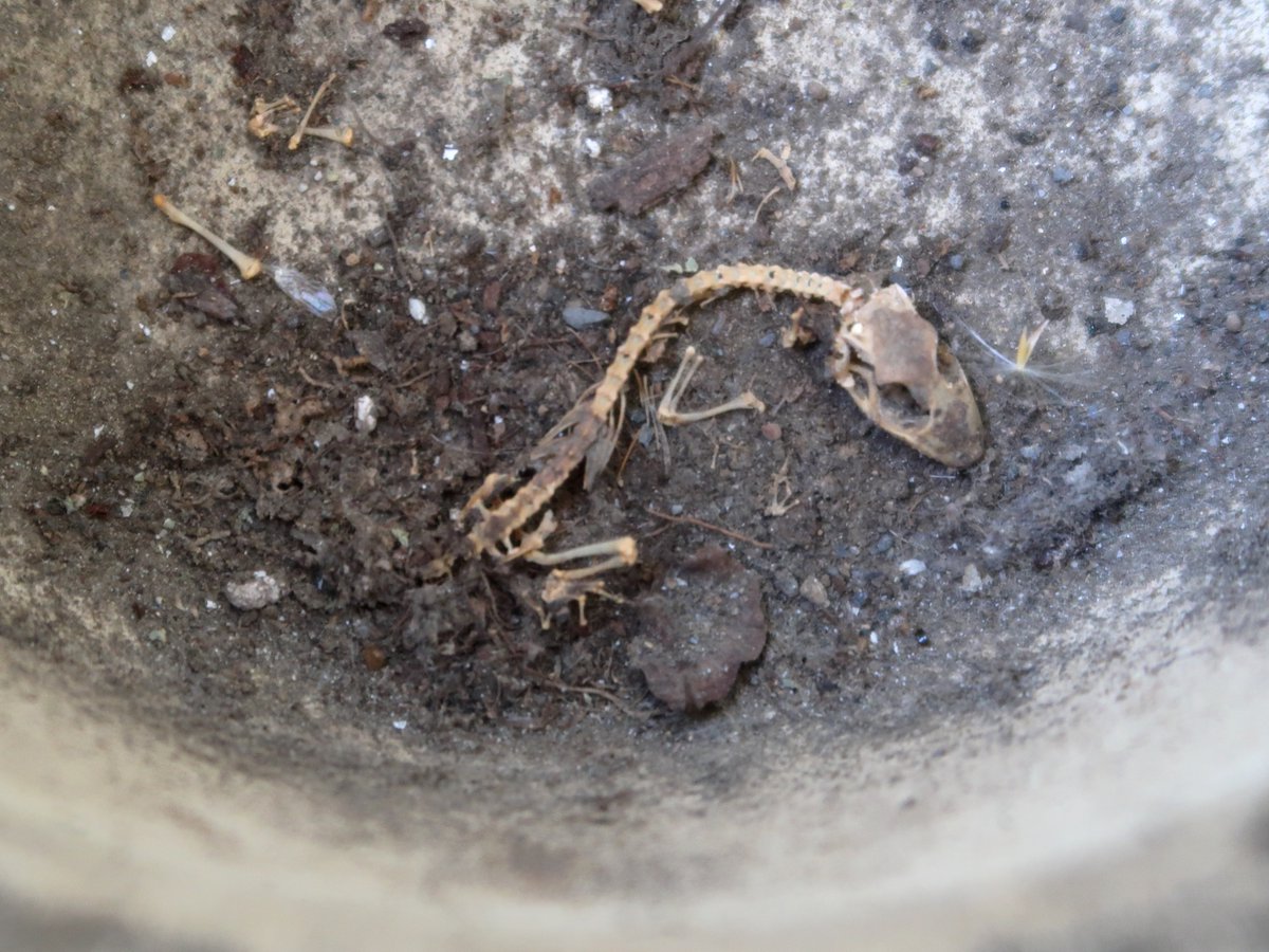 Jun & Ridge(@SystemJun) - Twilog