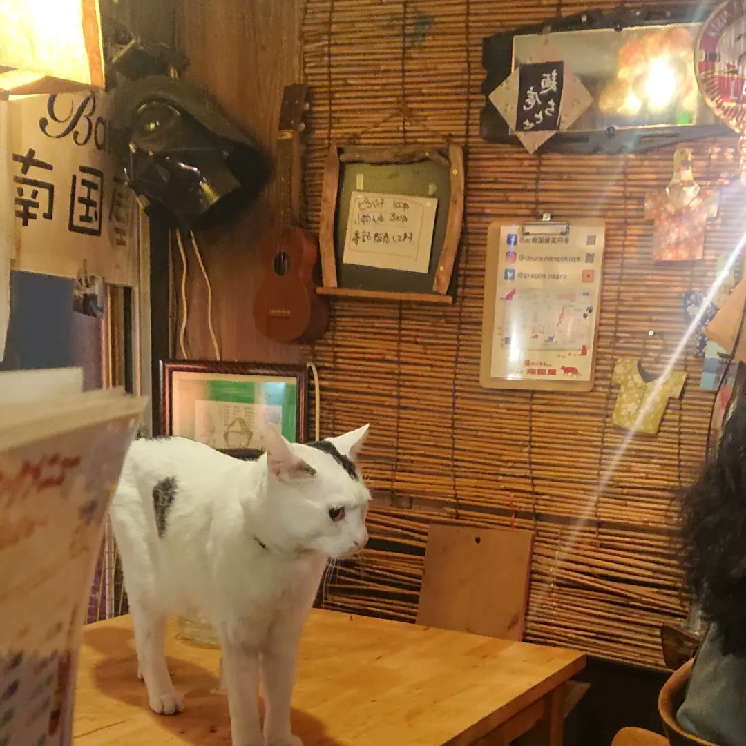 super kitupon🎼 on Twitter: "RT @grappa_negro: WBC CM中、観戦中、離席中 高円寺南エトワール通り西友そば オリオンビールの提灯が目印 猫のいる ...