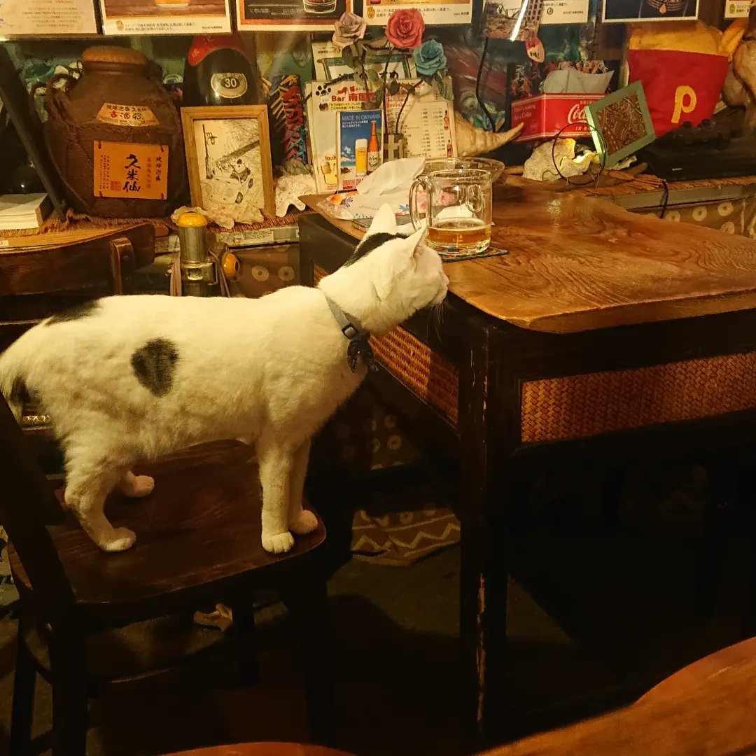 super kitupon🎼 on Twitter: "RT @grappa_negro: WBC CM中、観戦中、離席中 高円寺南エトワール通り西友そば オリオンビールの提灯が目印 猫のいる ...