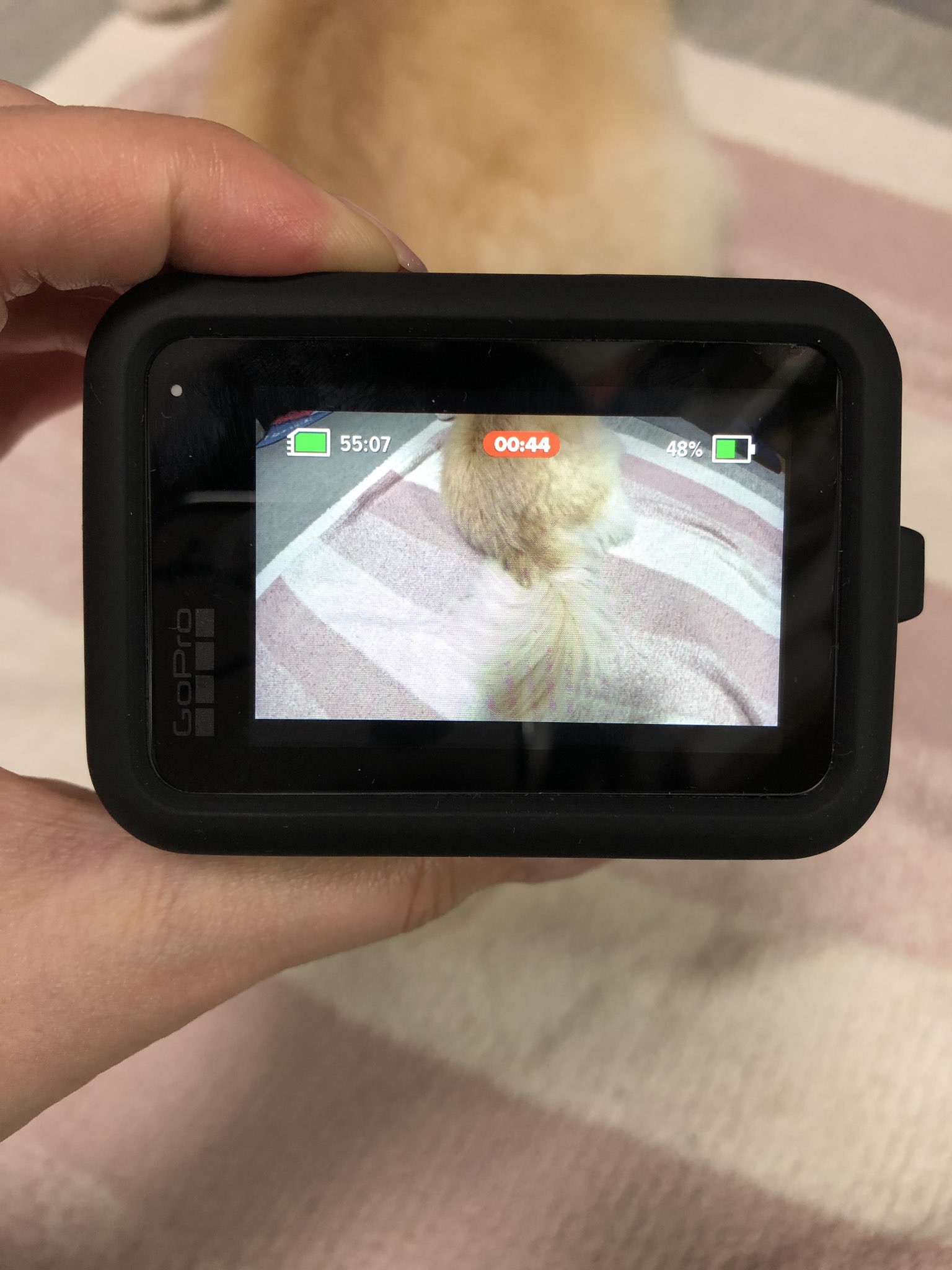 moco on Twitter: "ホワイトデーにGoPro11買ってもらった。アクセサリーも一緒にもらったけど本体が想像以上に小さくてビックリした📷 https://t.co ...