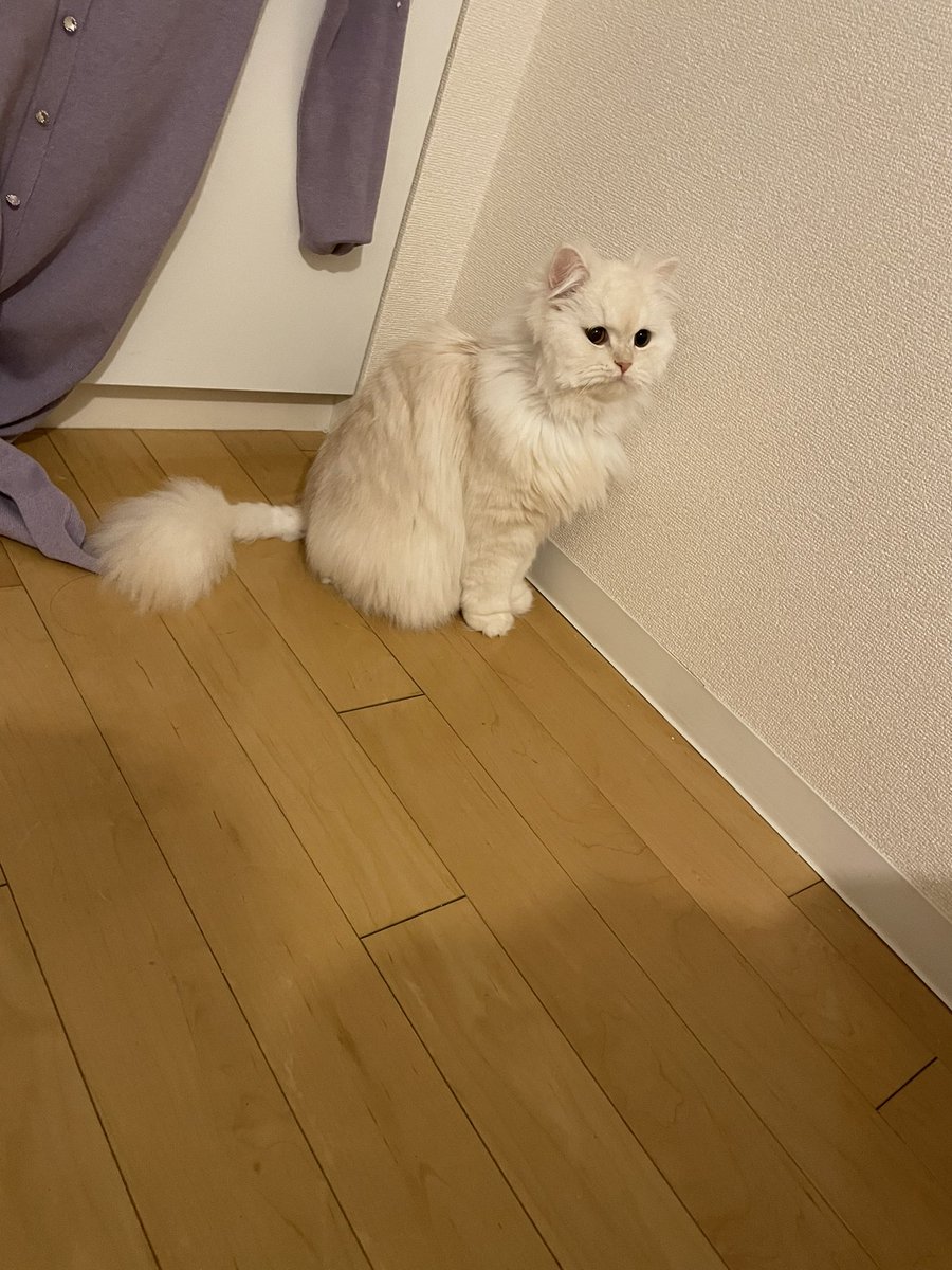 しっぽっぽ 時希美穂（ときみほ）＠6代目ミス週刊実話オーディション参戦 @tokimiho_rip