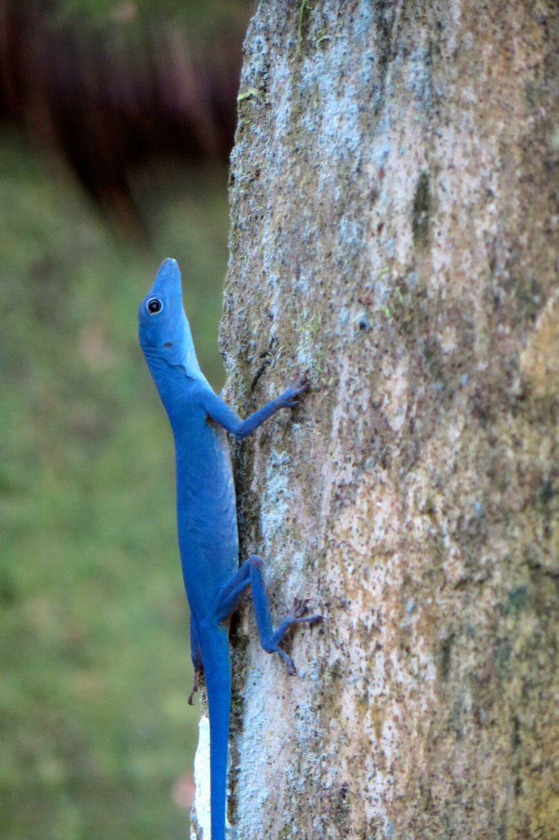Blue Anole Lizard