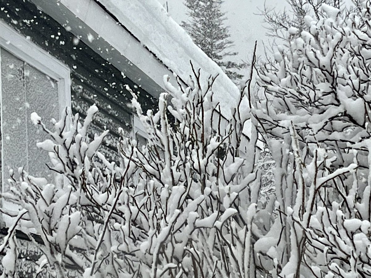 Heavy, wet snow clinging to all the branches of the wild rose trees. At ...