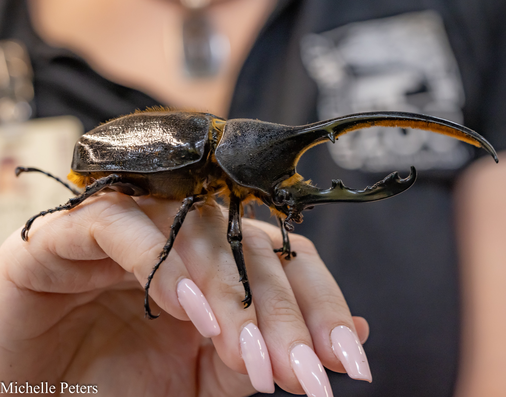 Hercules Beetle