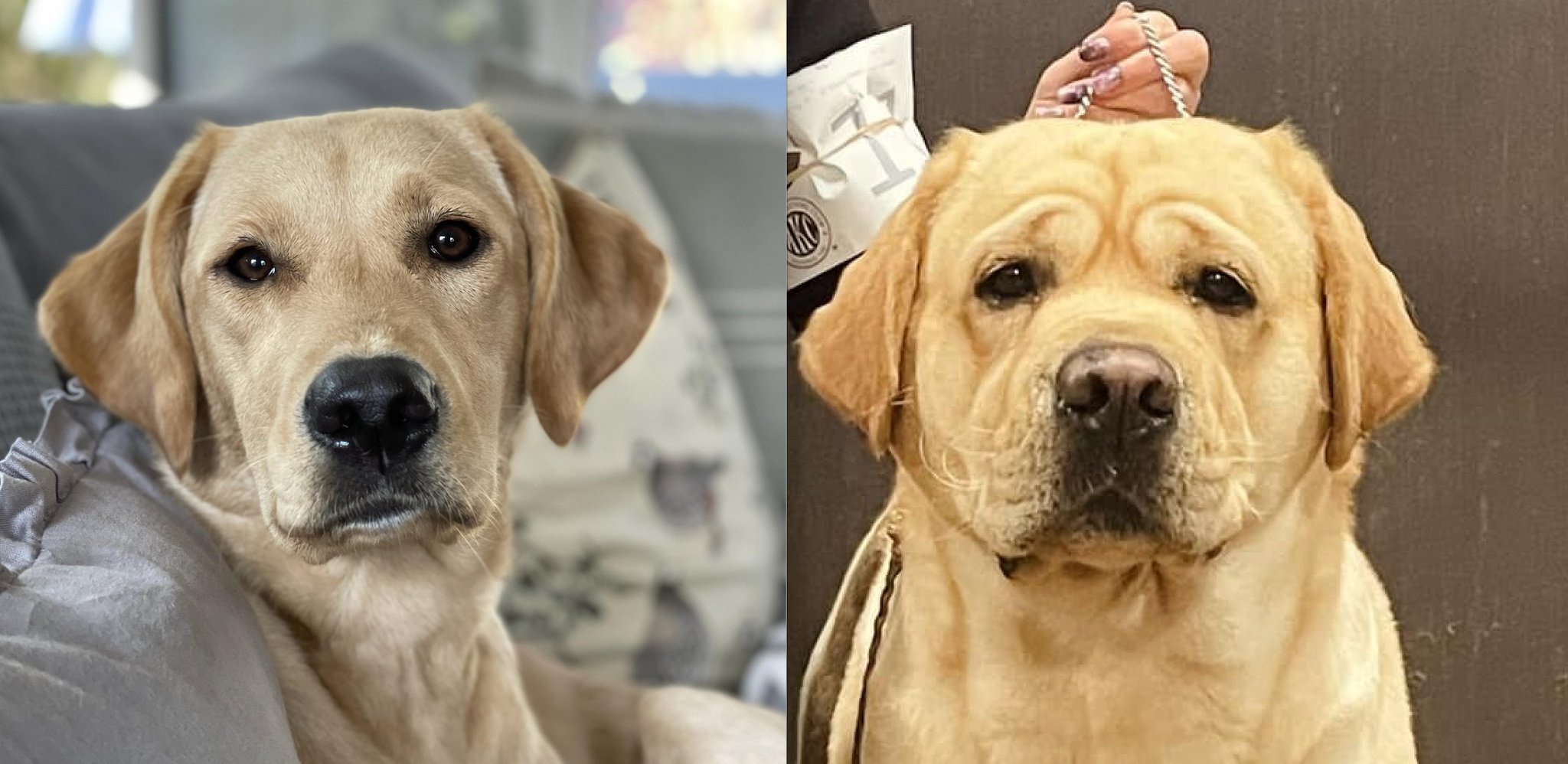 What Happened To Poppy The Dog Fiji