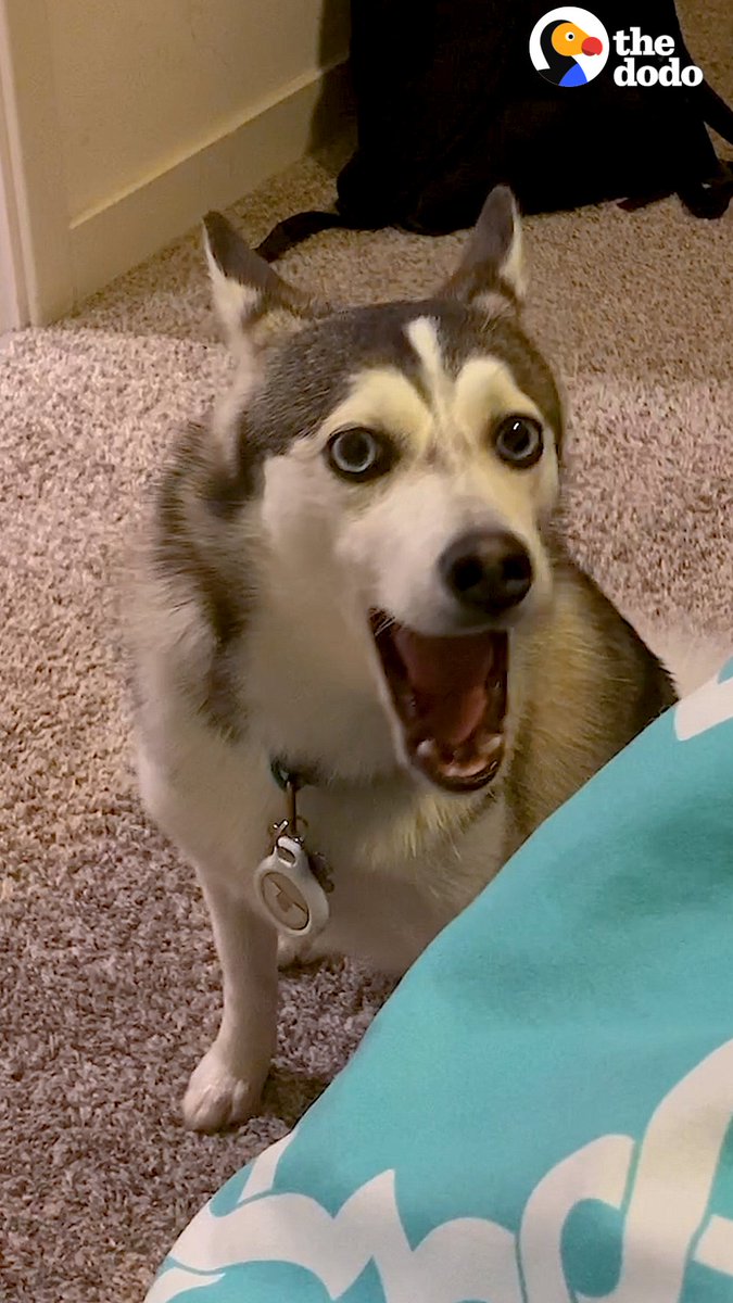 Husky Face Meme