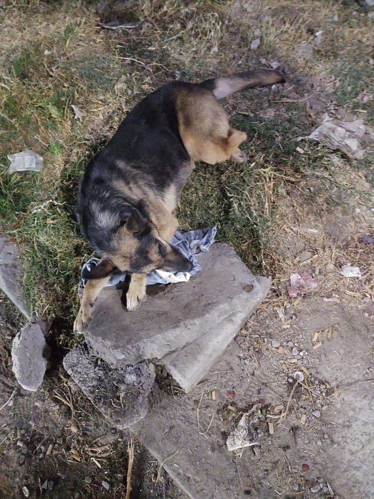 Alina's Threads – Thread Reader App