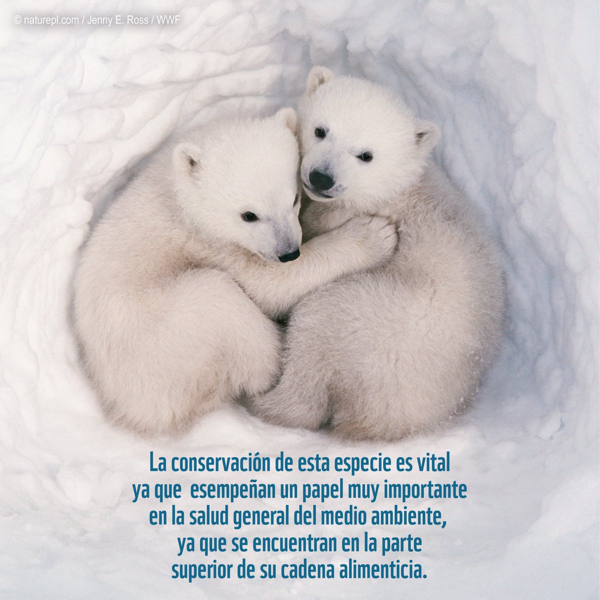 WWF Latinoamérica on Twitter: "Los osos polares 🐻‍ ️‍ se encuentran en ...