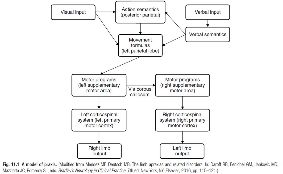 🖖 A show of hands: upper limb apraxia types and assessment. 🧠🧵 # ...