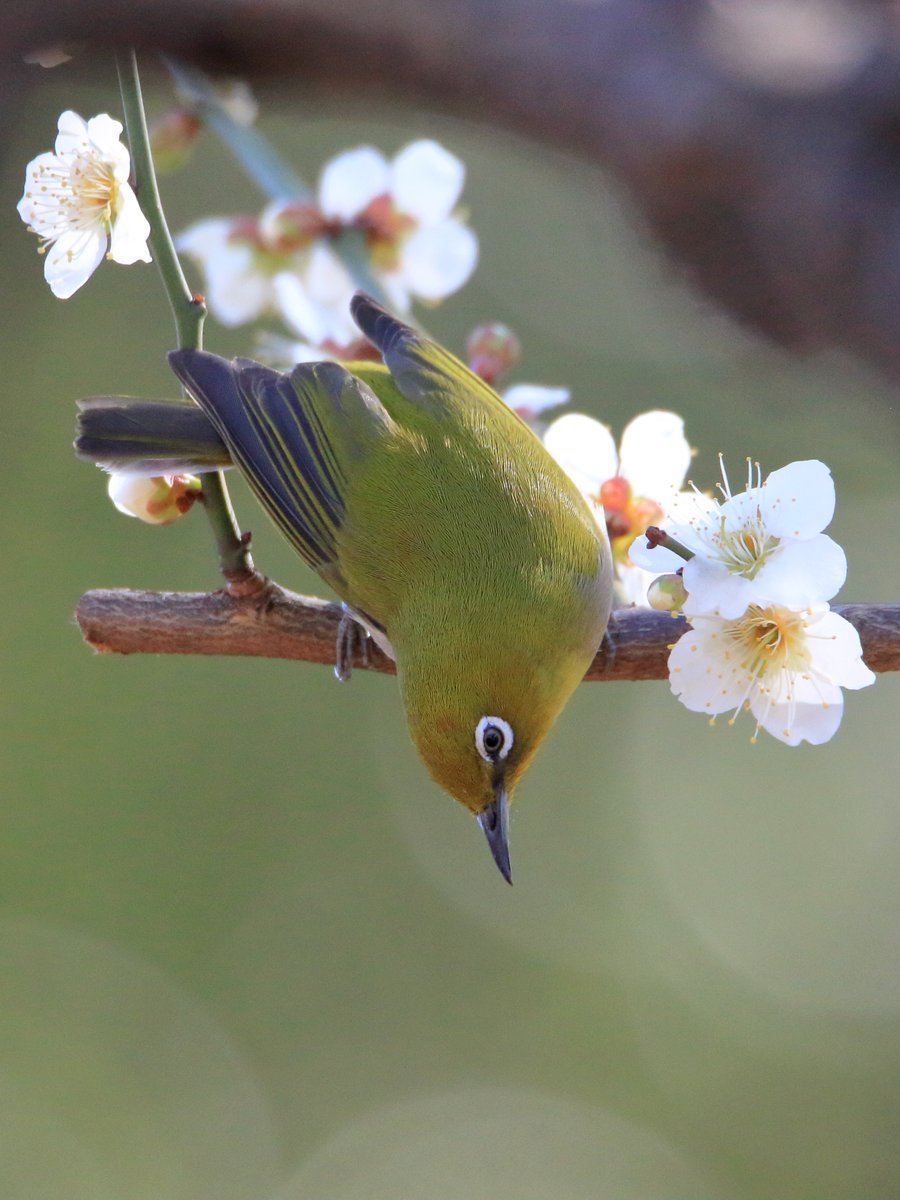 Jun & Ridge(@SystemJun) - Twilog