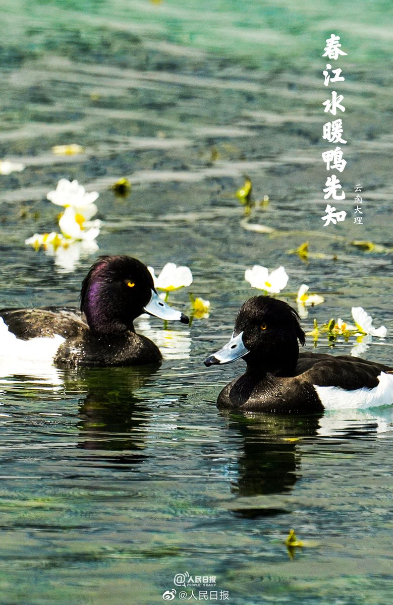 "The duck knows first when the river becomes warm in spring. " Ducks ...