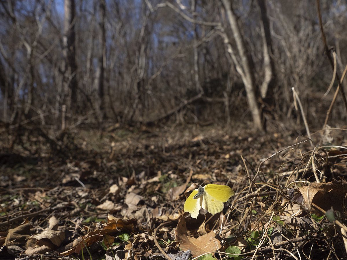 syakuga(ﾊﾞﾀﾌﾗｲｵｼﾞｻﾝ)(@Lotus_87s) - Twilog