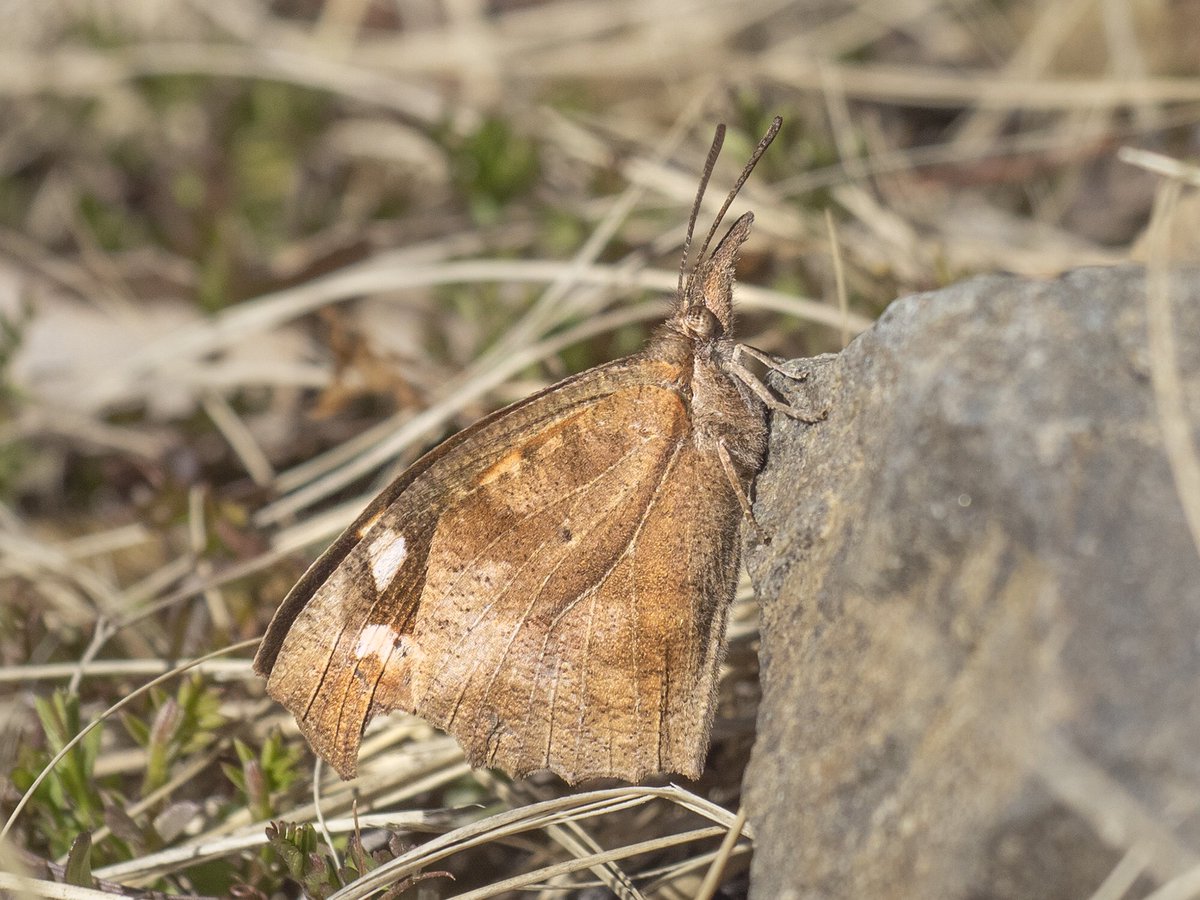 syakuga @写真展終了(@Lotus_87s) - Twilog