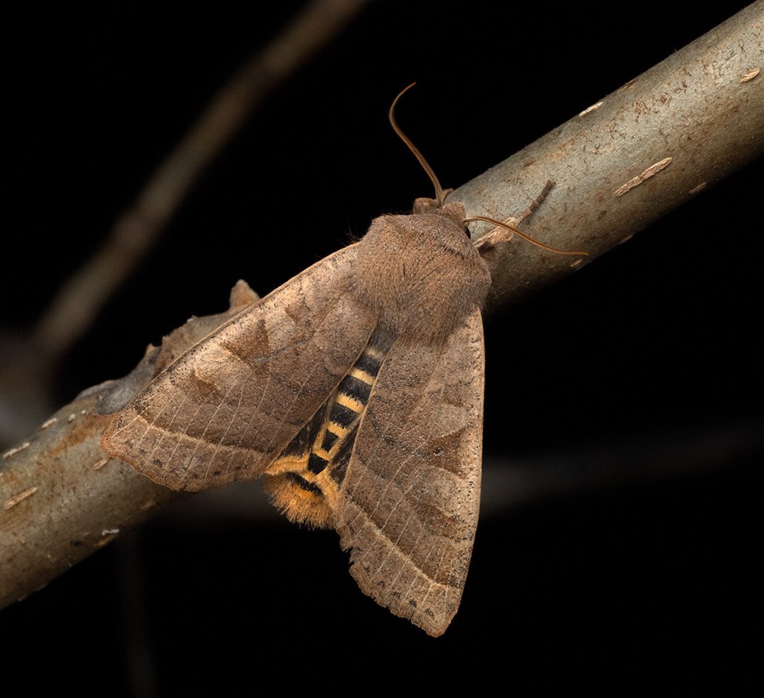 syakuga @写真展終了(@Lotus_87s) - Twilog