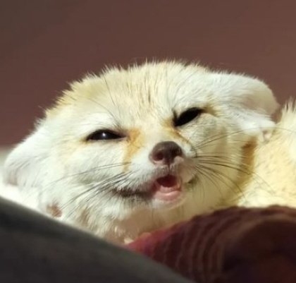 Steph Thorpe 🎨 ️ 💙 (⧖) on Twitter: "RT @fennecfoxdavid: Day #494 of David Tennant as a Fennec ...