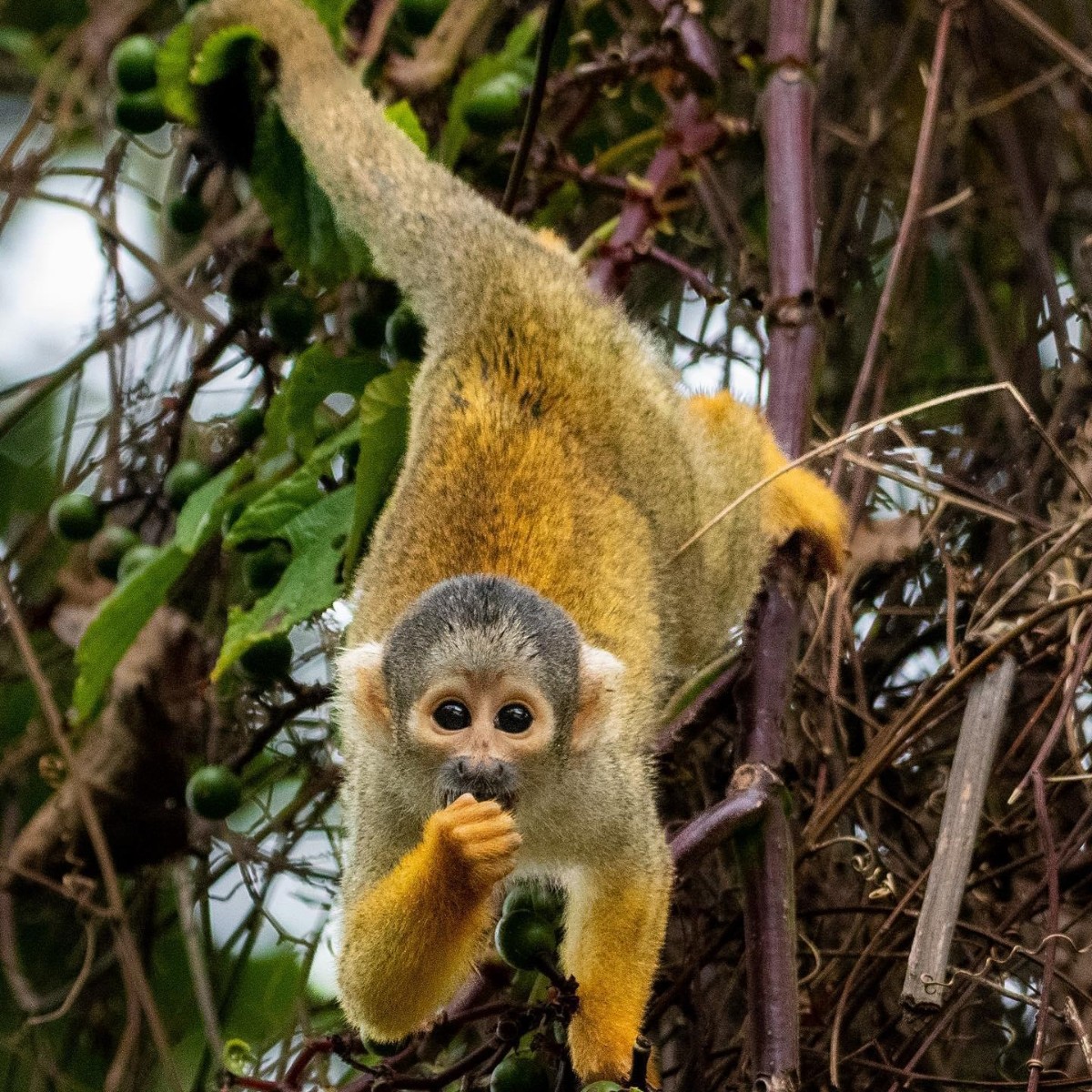 Squirrel Monkeys In Trees