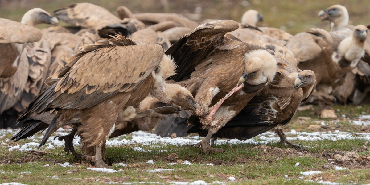 Jake Gearty on Twitter: "Incredible few hours spent at the Buseu Project vulture hide. Highly ...