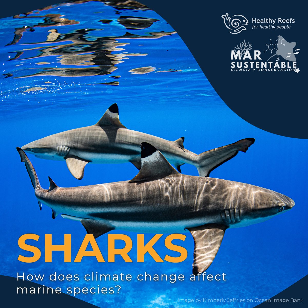 Healthy Reefs on Twitter: "How #climatechange affects predators such as #sharks and associated ...