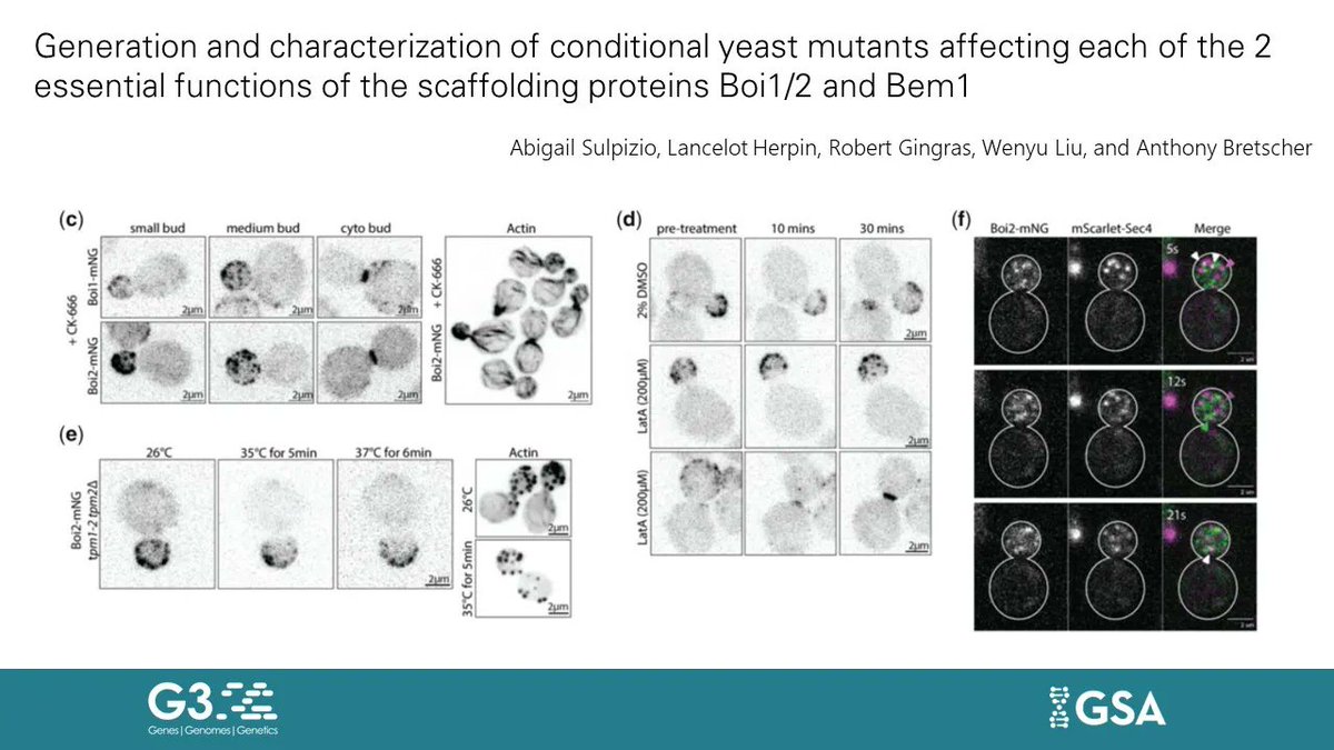 Genetics Society Of America On Twitter Sulpizio Et Al Report