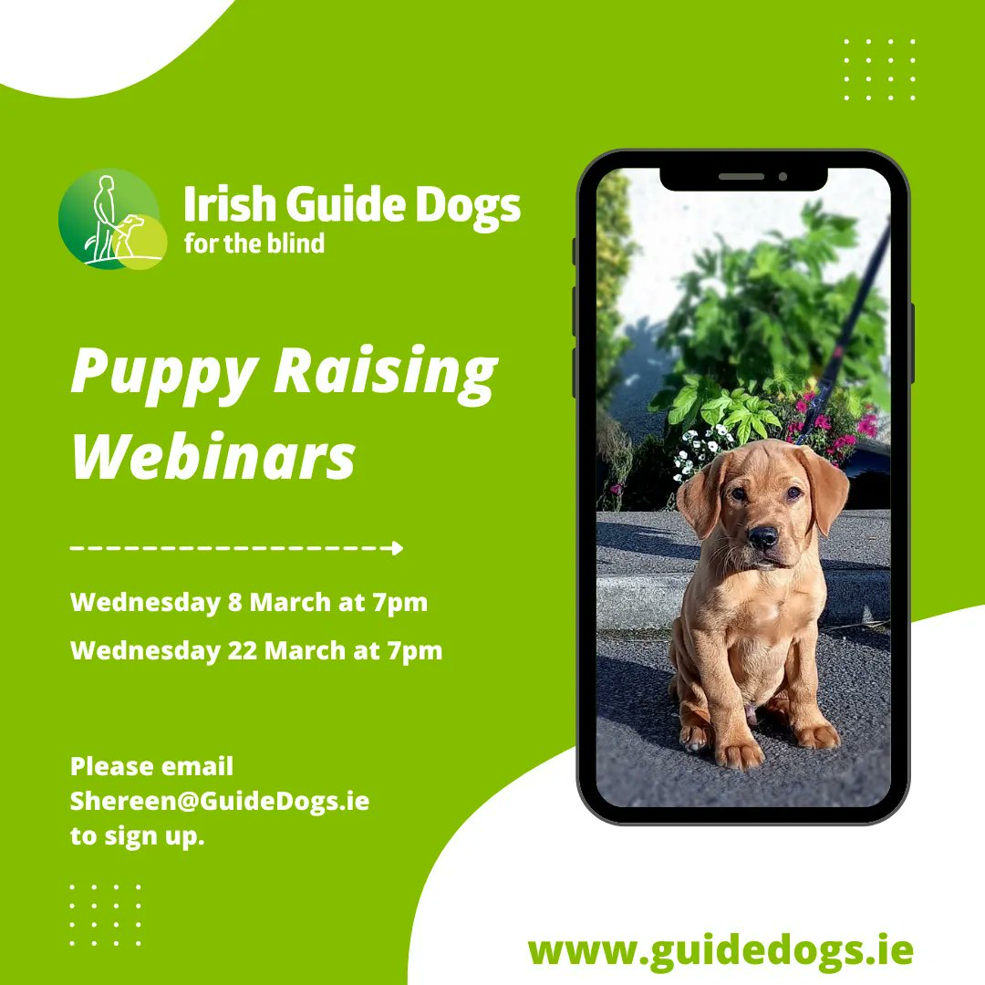 How Much Does It Cost To Train A Guide Dog In Ireland