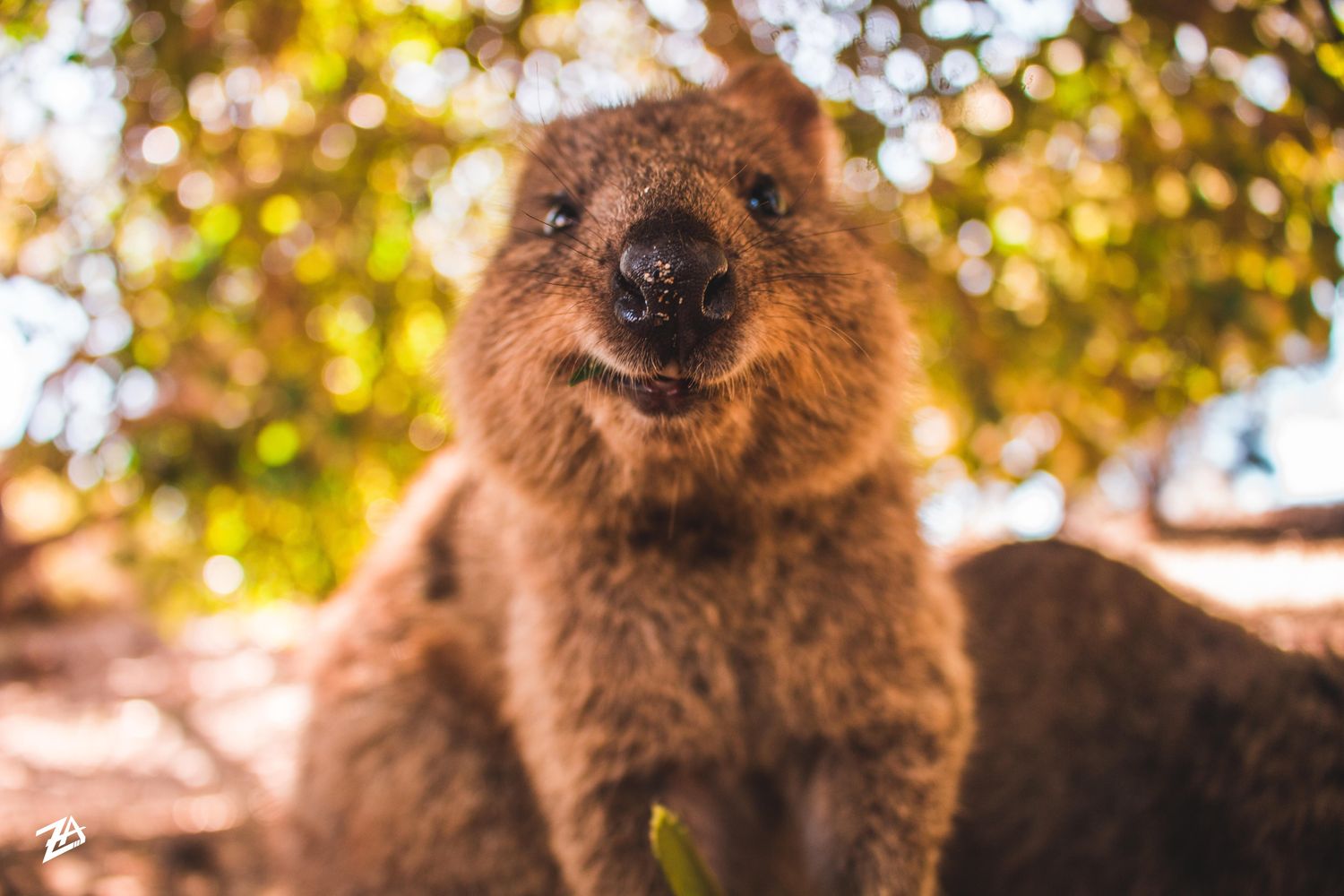 Quokka Every Hour (@quokkaeveryhour) / Twitter Quokka Every Hour (@quokkaeveryhour) / Twitter