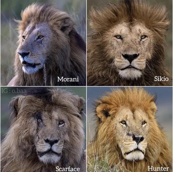 الملك الاسطوري سكارفيس أعظم قصة بداية وسيطرة وحكم لحيوان على الاطلاق ...