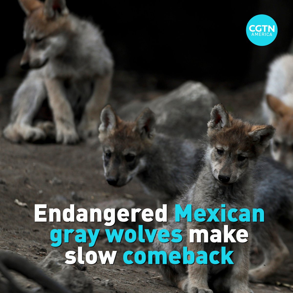 Mexican gray wolves are returning slowly, as partners and pups have ...
