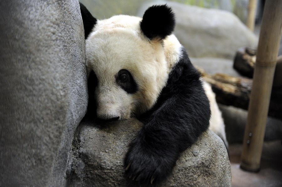 The Beijing Zoo is ready to welcome home Ya Ya, the giant panda at ...