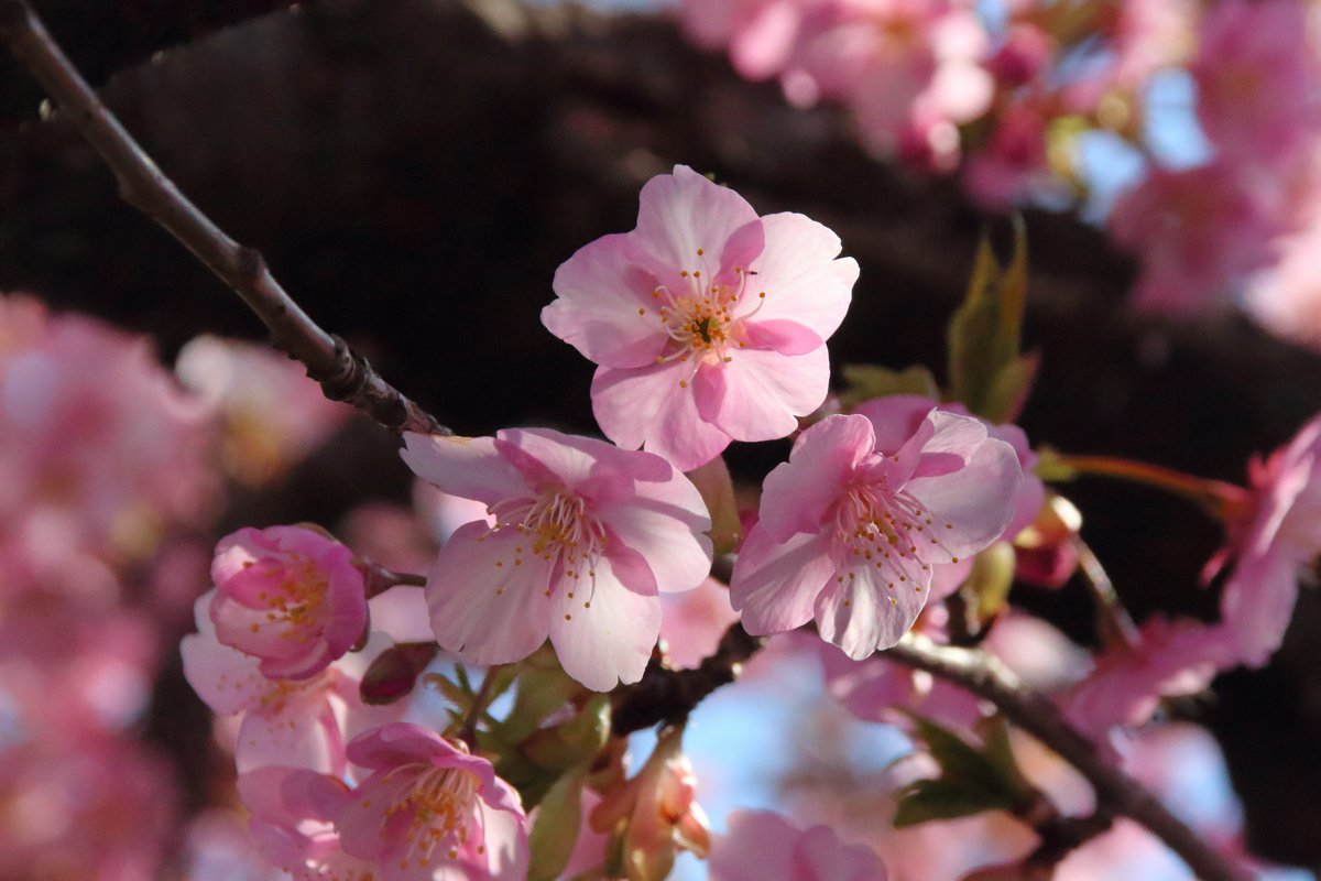 本庄敦(@atsu_hon) - Twilog (ツイログ)