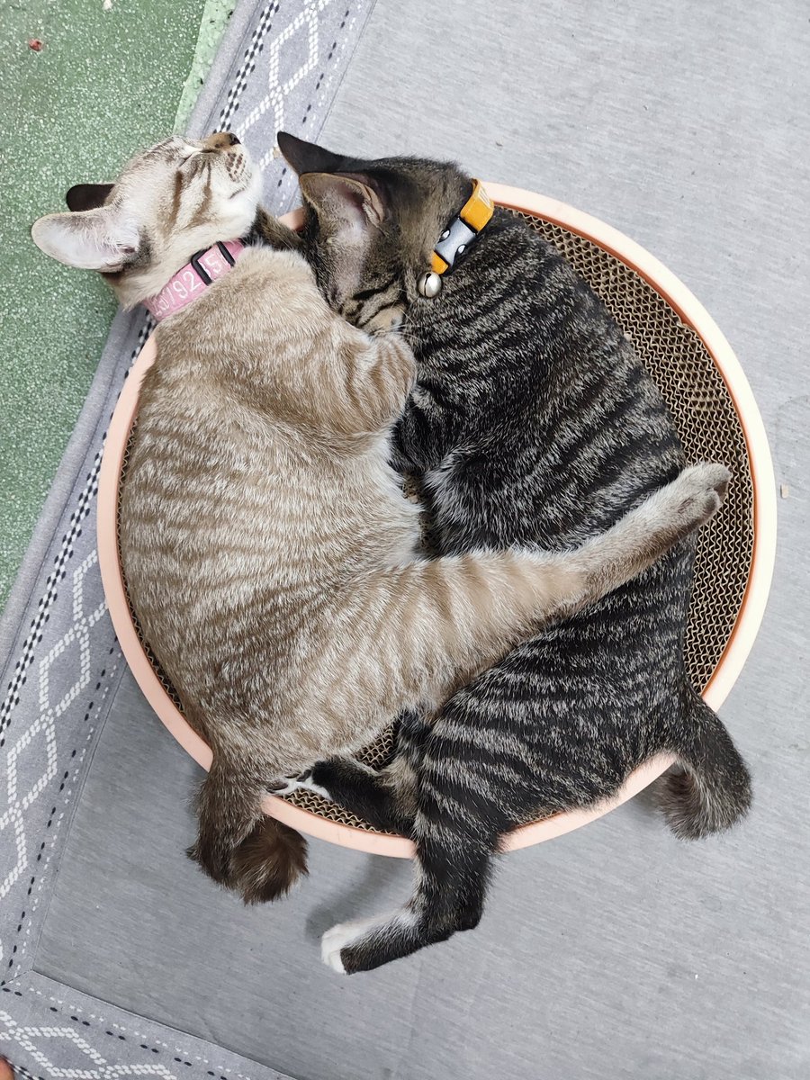 ブキビンタンの宿管理人🇲🇾🏠🐈(@kl_cube) - Twilog (ツイログ)