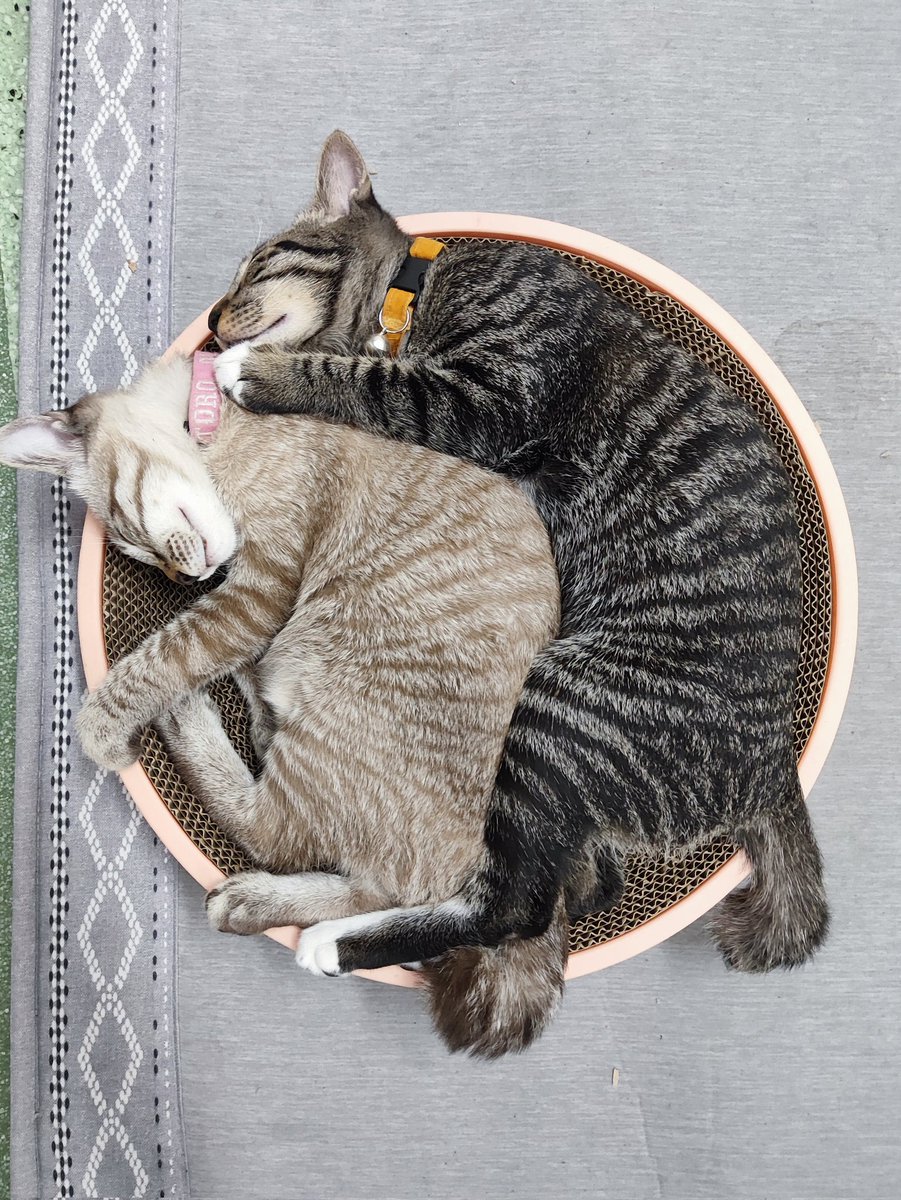 ブキビンタンの宿管理人🇲🇾🏠🐈(@kl_cube) - Twilog (ツイログ)