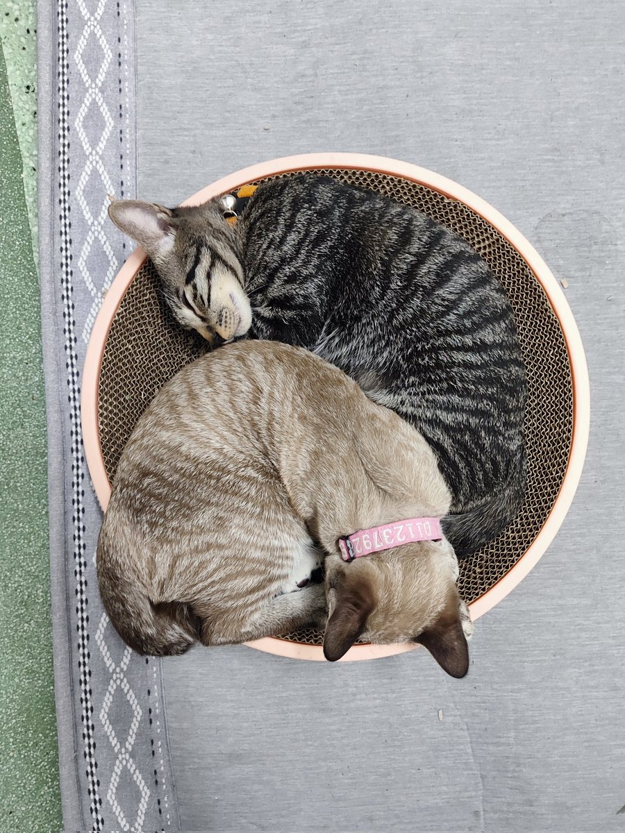 ブキビンタンの宿管理人🇲🇾🏠🐈(@kl_cube) - Twilog (ツイログ)