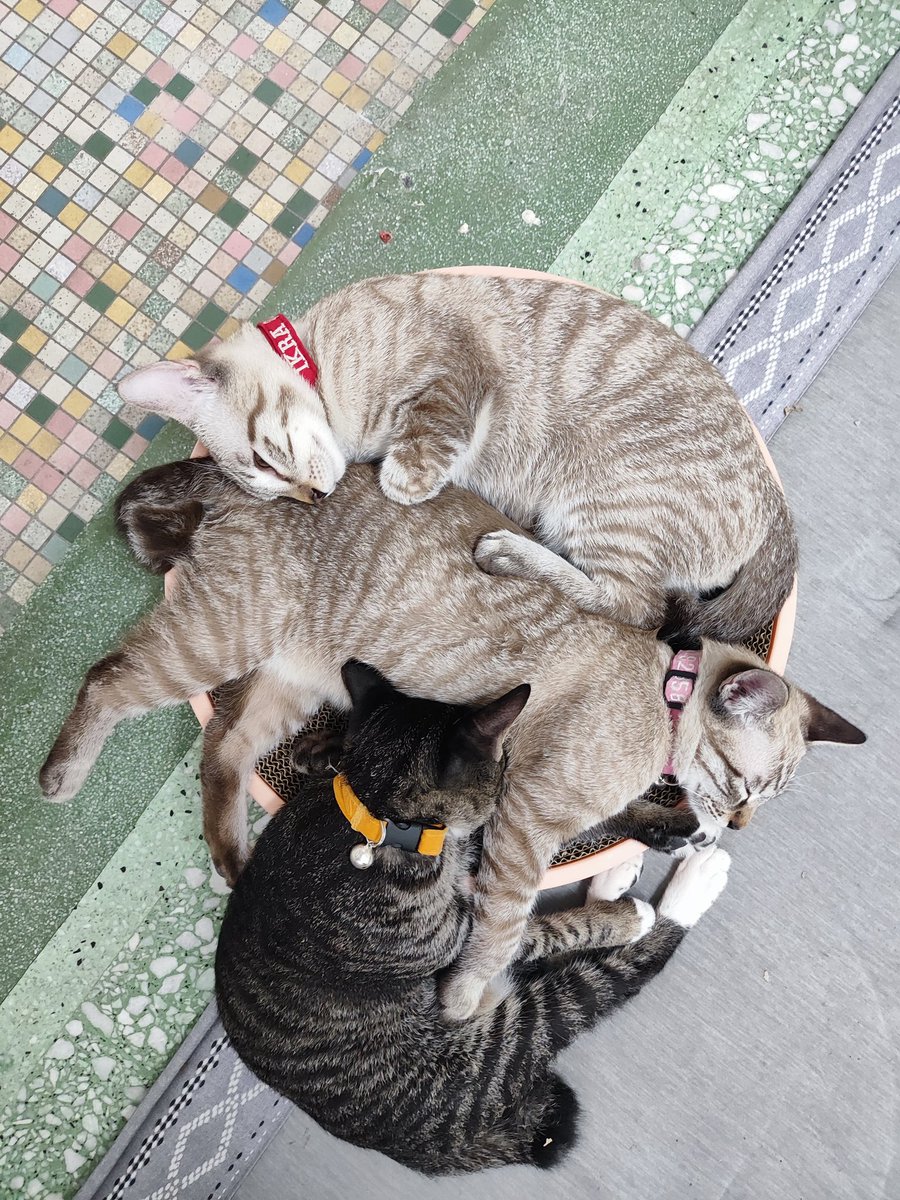 ブキビンタンの宿管理人🇲🇾🏠🐈(@kl_cube) - Twilog (ツイログ)