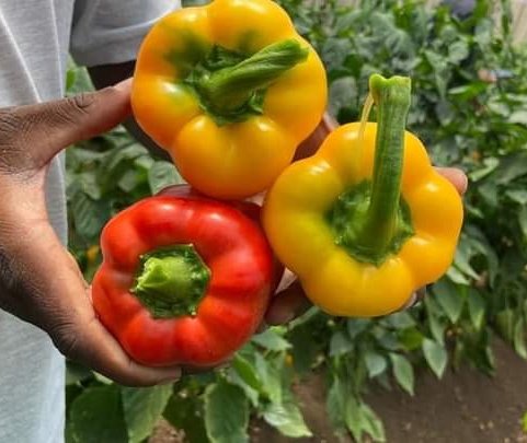 FARM VISIT AND FARM TRAINING DAY. The color capsicum market (Red ...